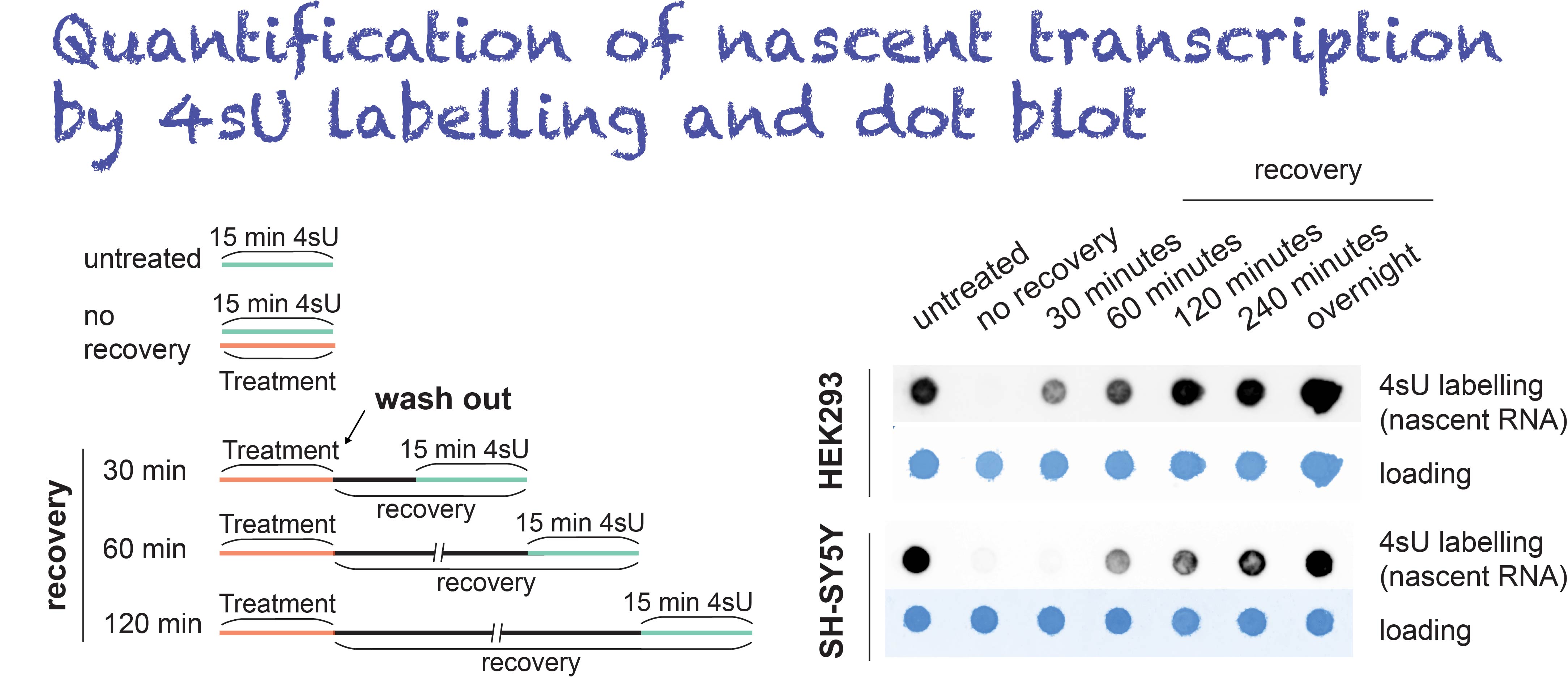 Protocols – Gegersen Lab